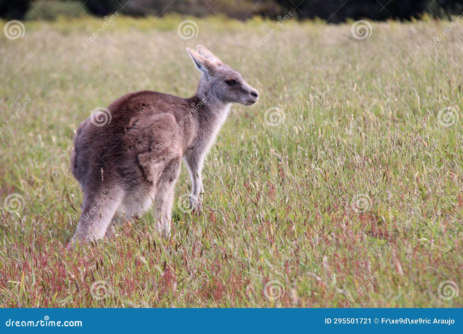Marsupial (kangaroo) at Cape Otway - Australia Stock Image - Image of ...