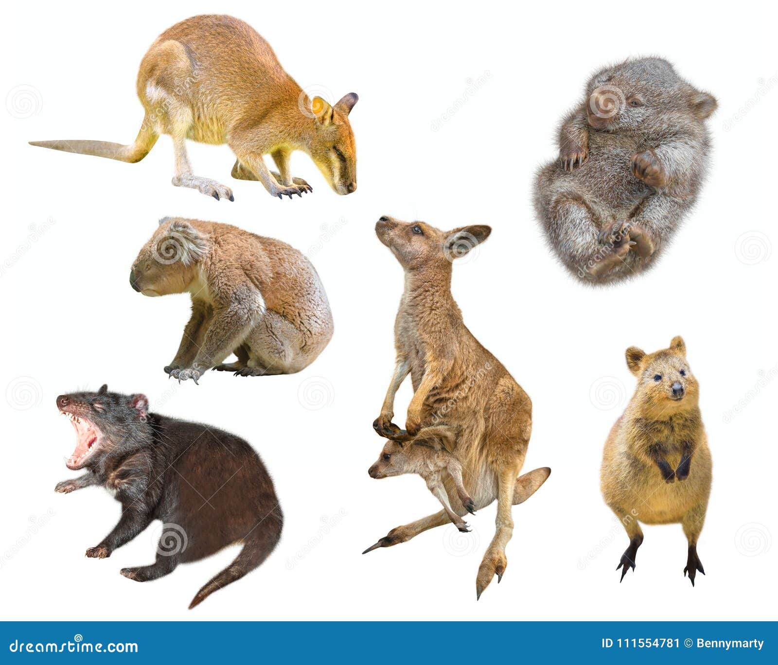 Marsupiali Australiani Isolati Immagine Stock - Immagine di fauna ...