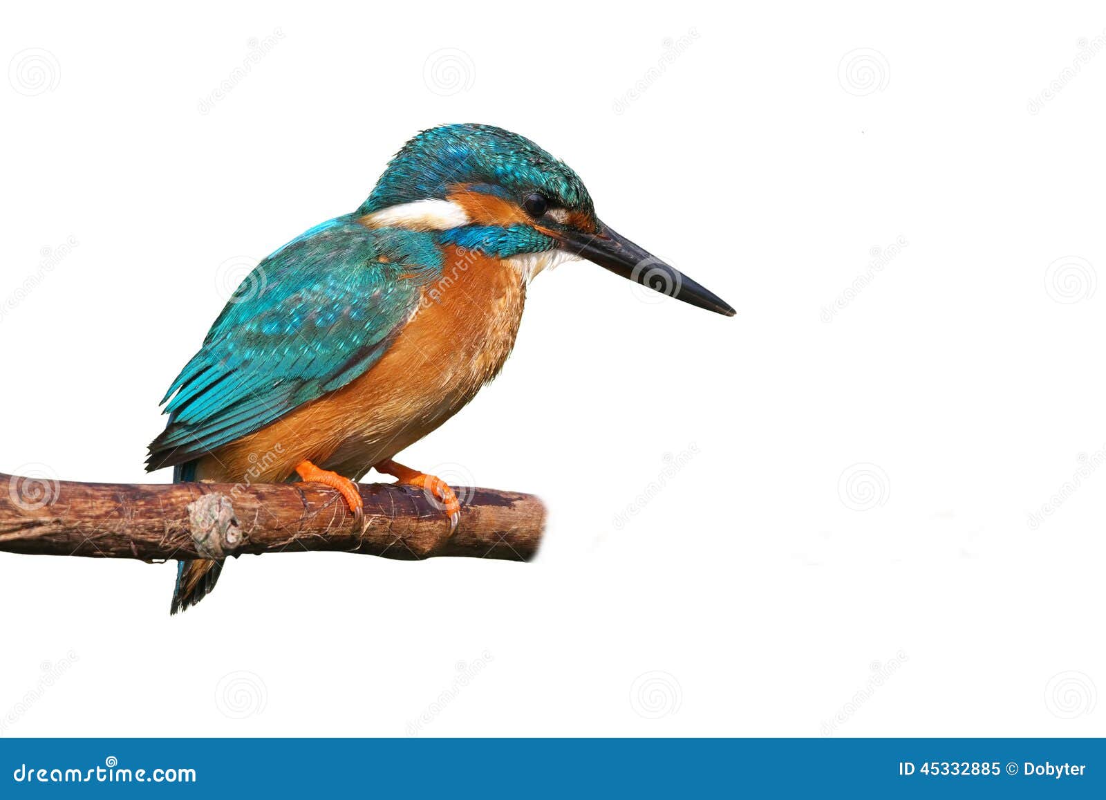 Martín Pescador Común (Alcedo Atthis) Imagen de archivo - Imagen de ...