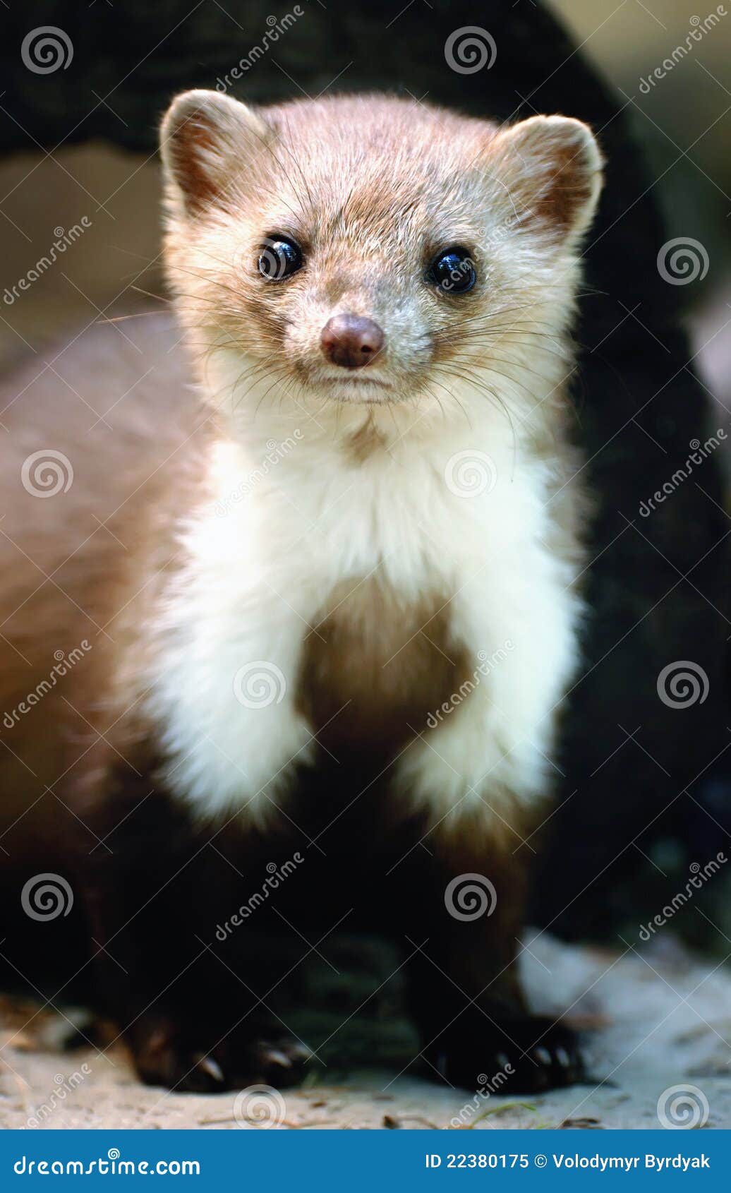 Marten stock image. Image of white, lovable, stoat, animal - 22380175