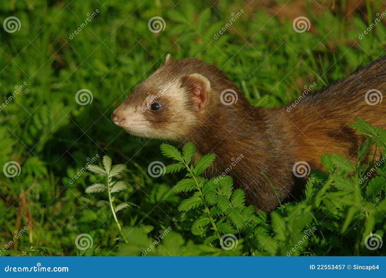 Marten stock image. Image of garden, foina, green, vermin - 22553457