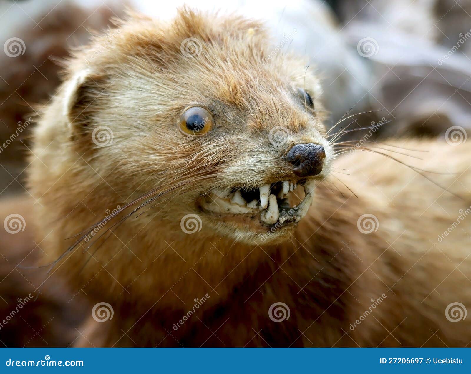 Weird Ferret : r/wtfstockphotos