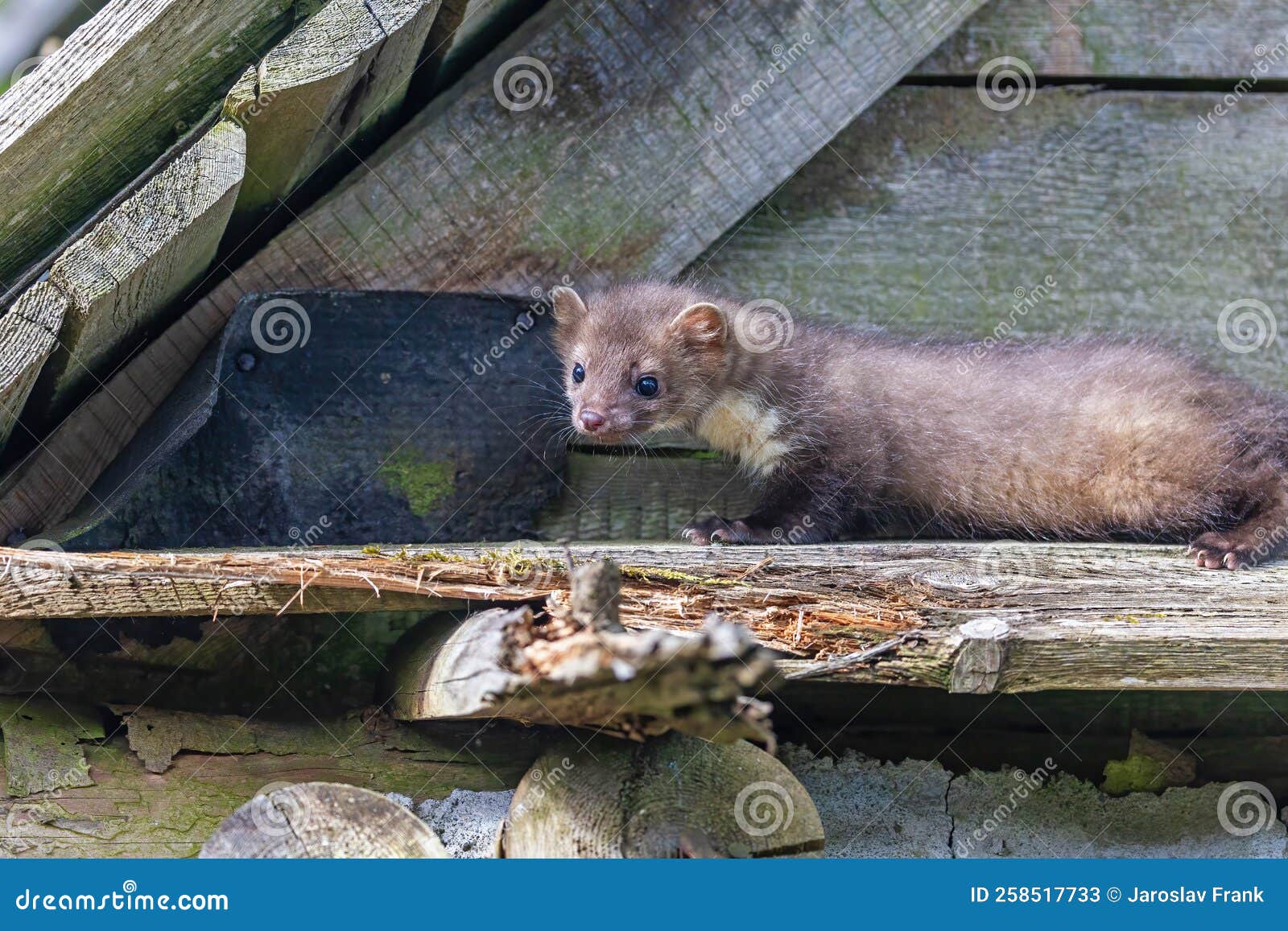 Marten is Posing in an Old Barn Stock Image - Image of countryside ...