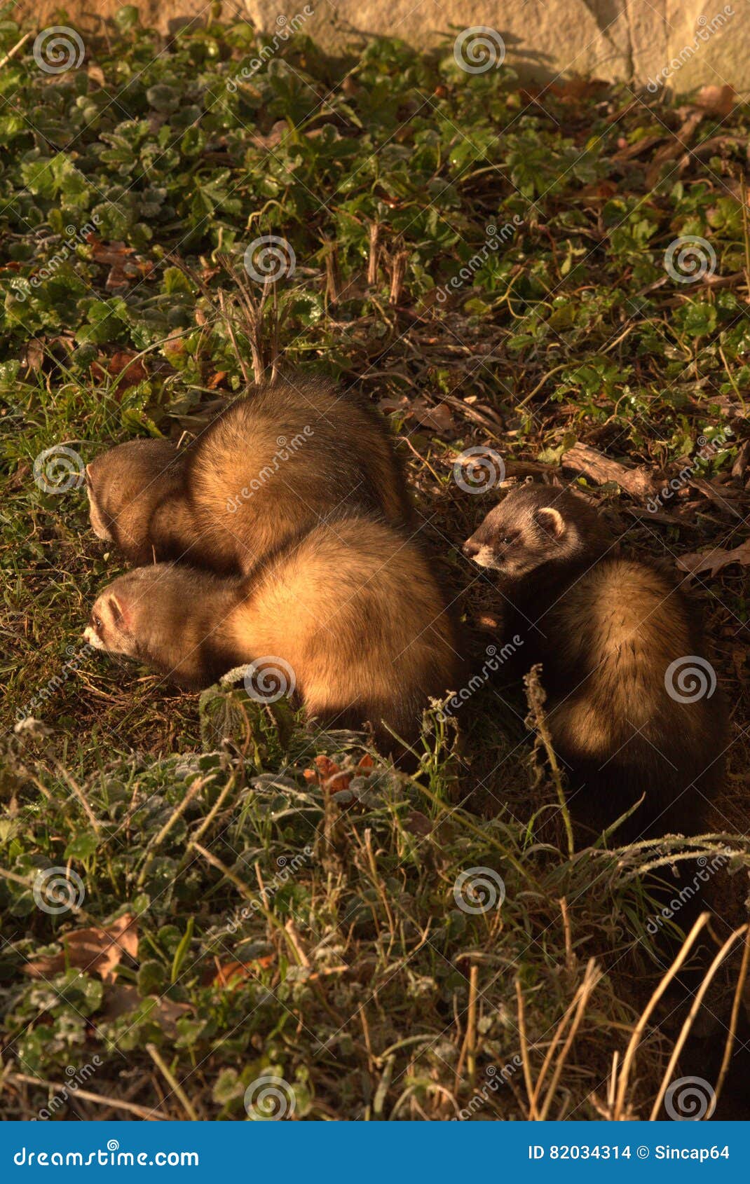 Marten stock photo. Image of gehen, three, food, naturepics - 82034314