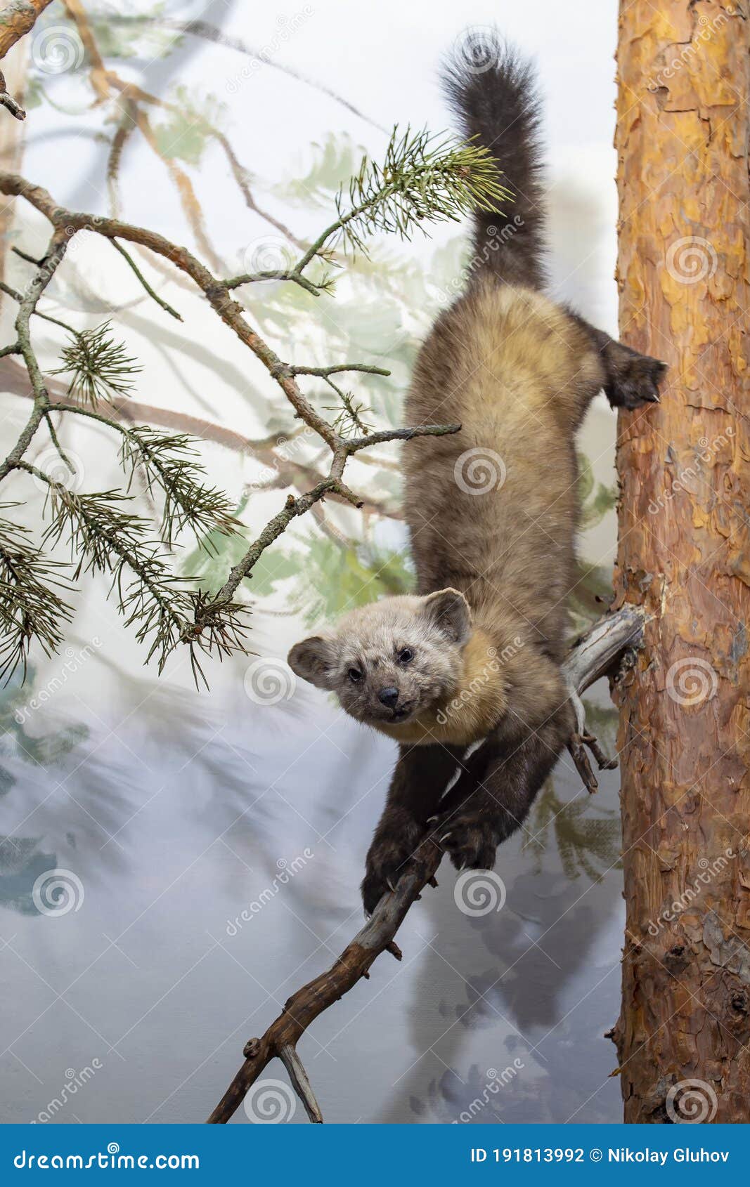 Marten in Wood. Hiding for Hunting. Front and Side View. Stuffed ...