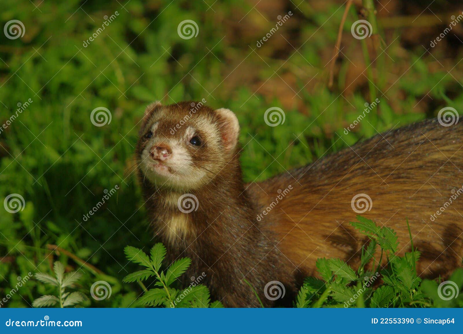 Marter stock foto. Image of steen, bruin, ongedierte - 22553390