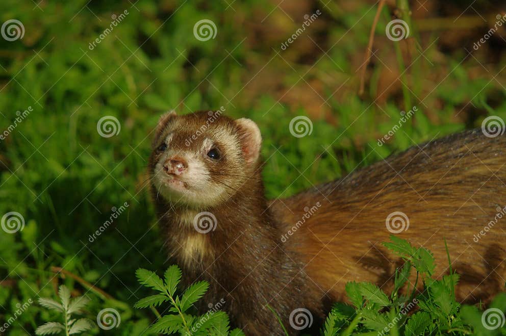 Marter stock foto. Image of steen, bruin, ongedierte - 22553390