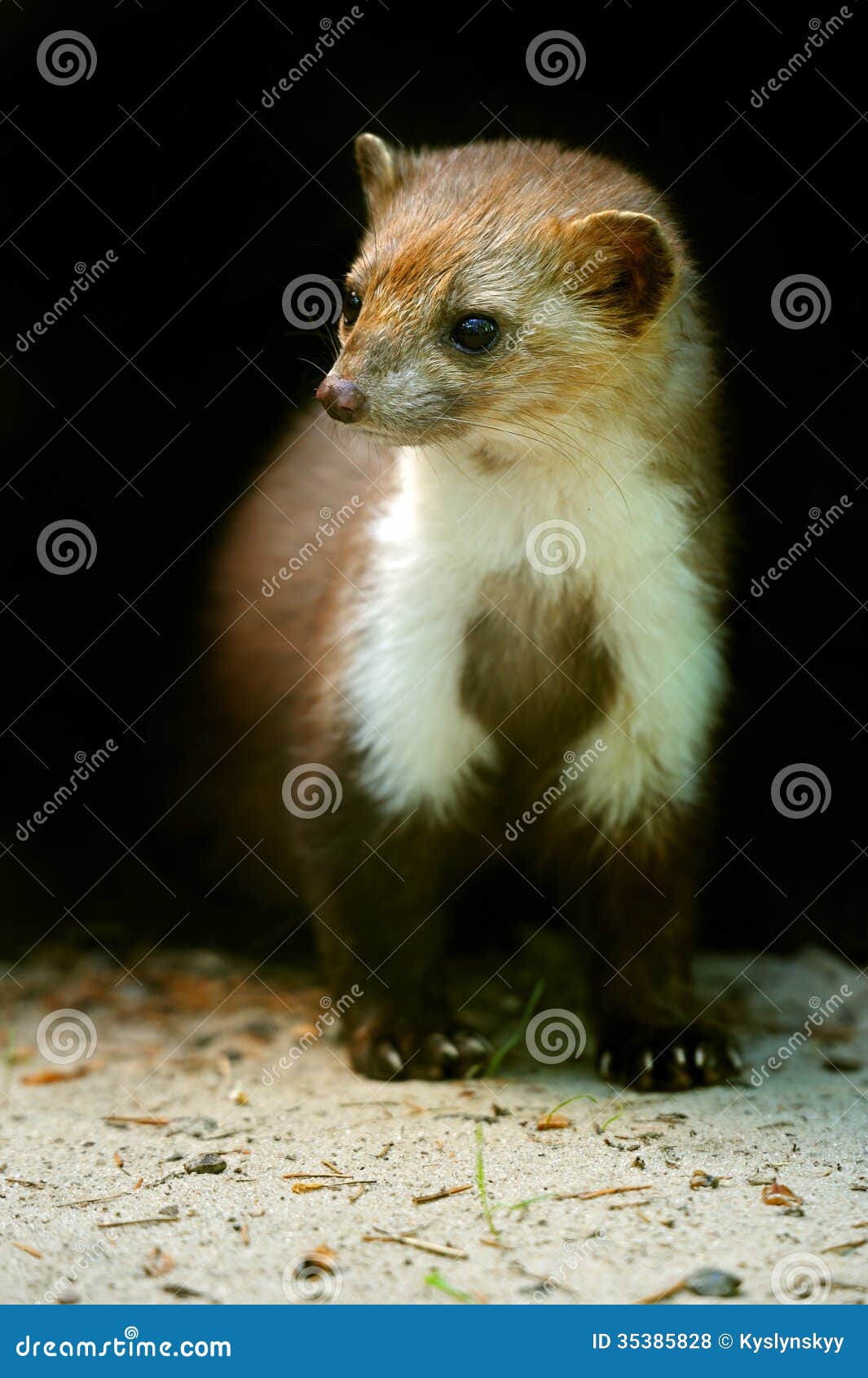 Marter stock foto. Image of thema, dier, snel, marter - 35385828