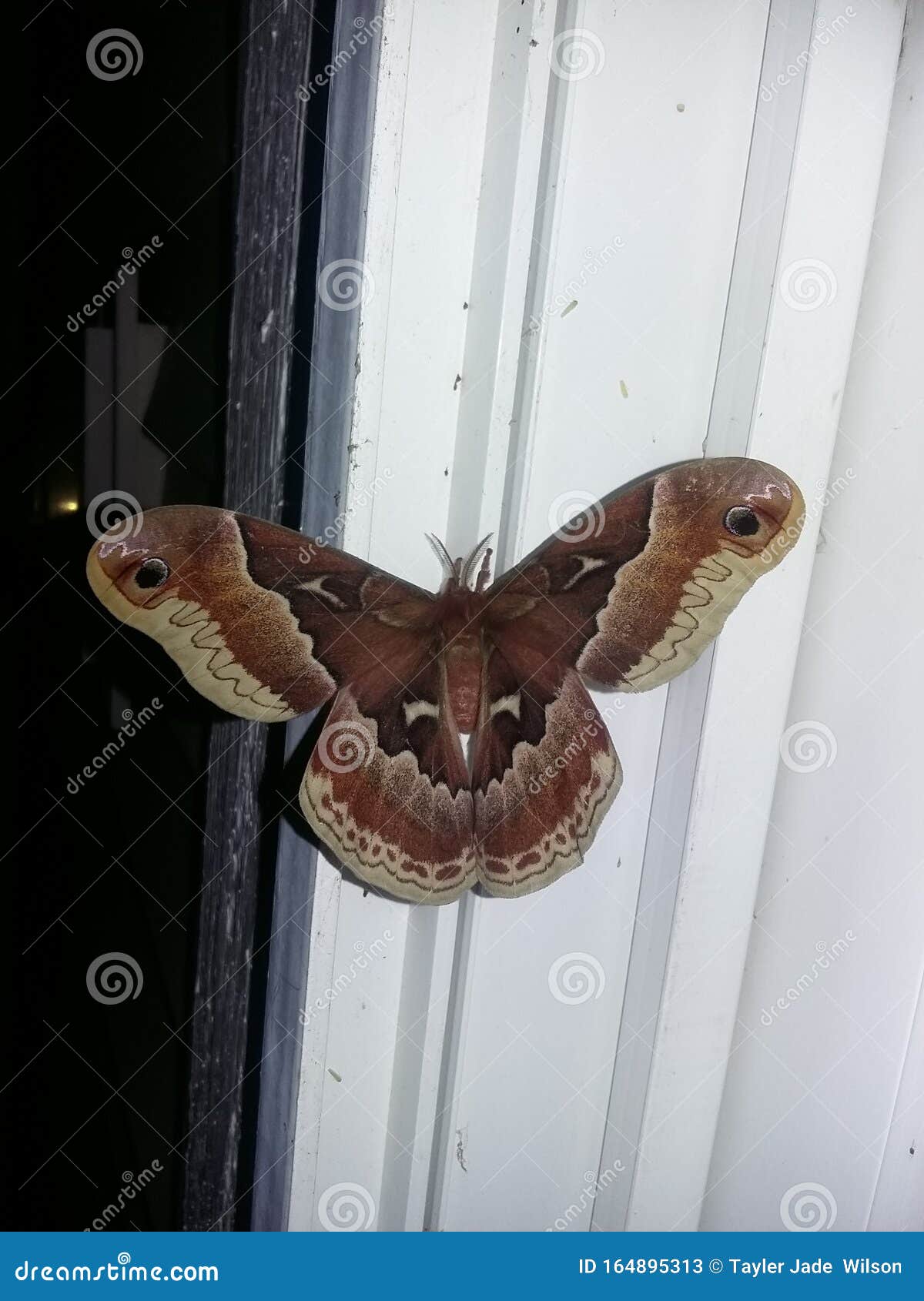 Martha Mothra stock image. Image of mothra, moth, night - 164895313