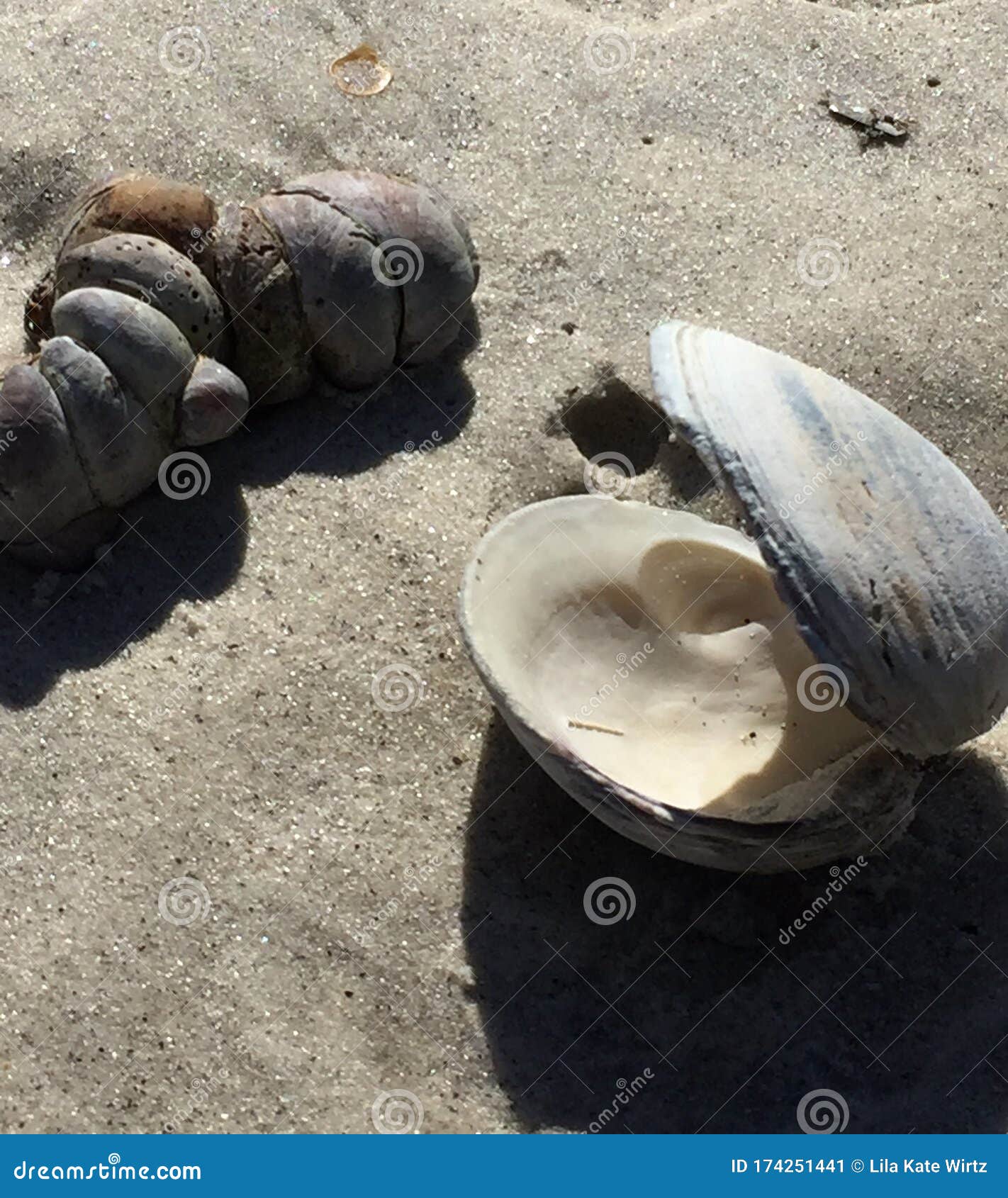 Empty shell on beach stock image. Image of vineyard - 174251441