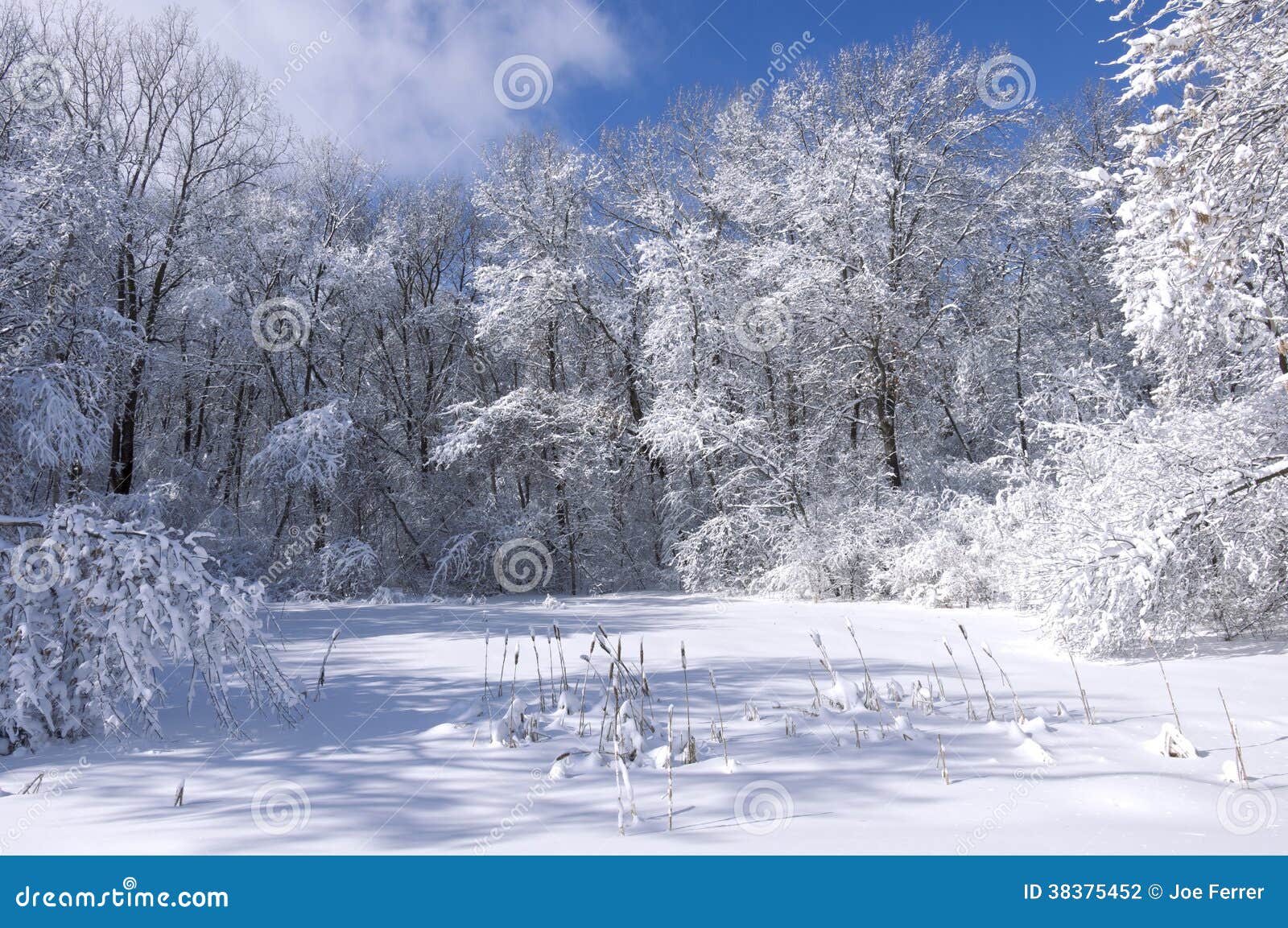 Marthaler Park Trees and Marsh in Winter Stock Photo - Image of frigid ...