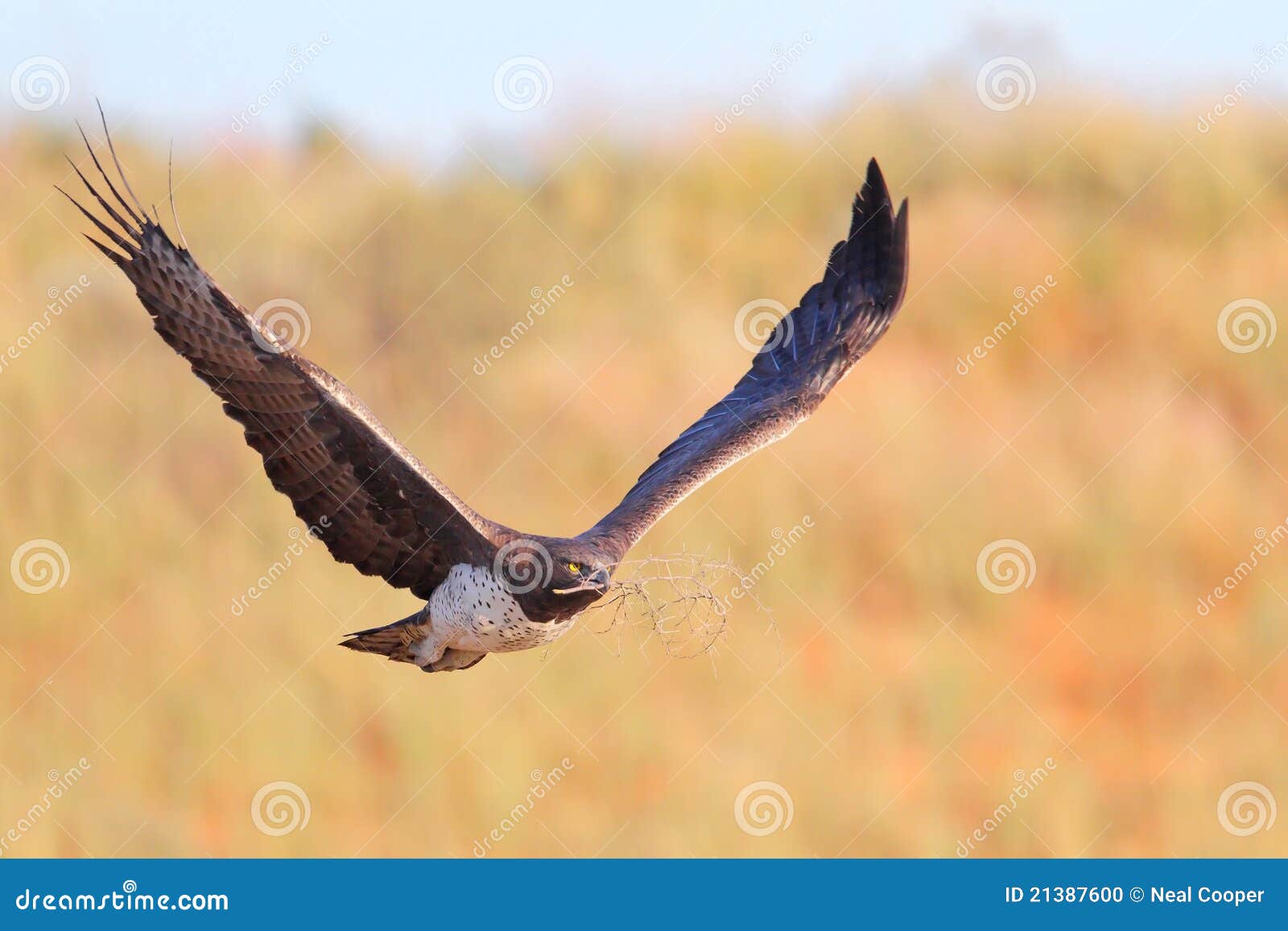 A Martial Eagle Flapping It`s Wings Royalty-Free Stock Photography ...