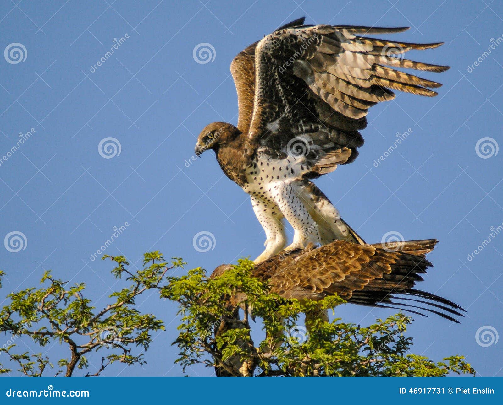 Martial Eagle stock image. Image of eagles, eagle, building - 46917731