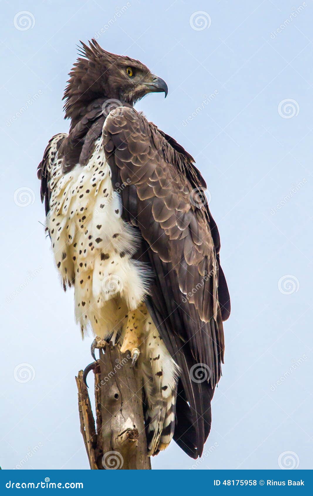 A Martial Eagle Flapping It`s Wings Royalty-Free Stock Photography ...