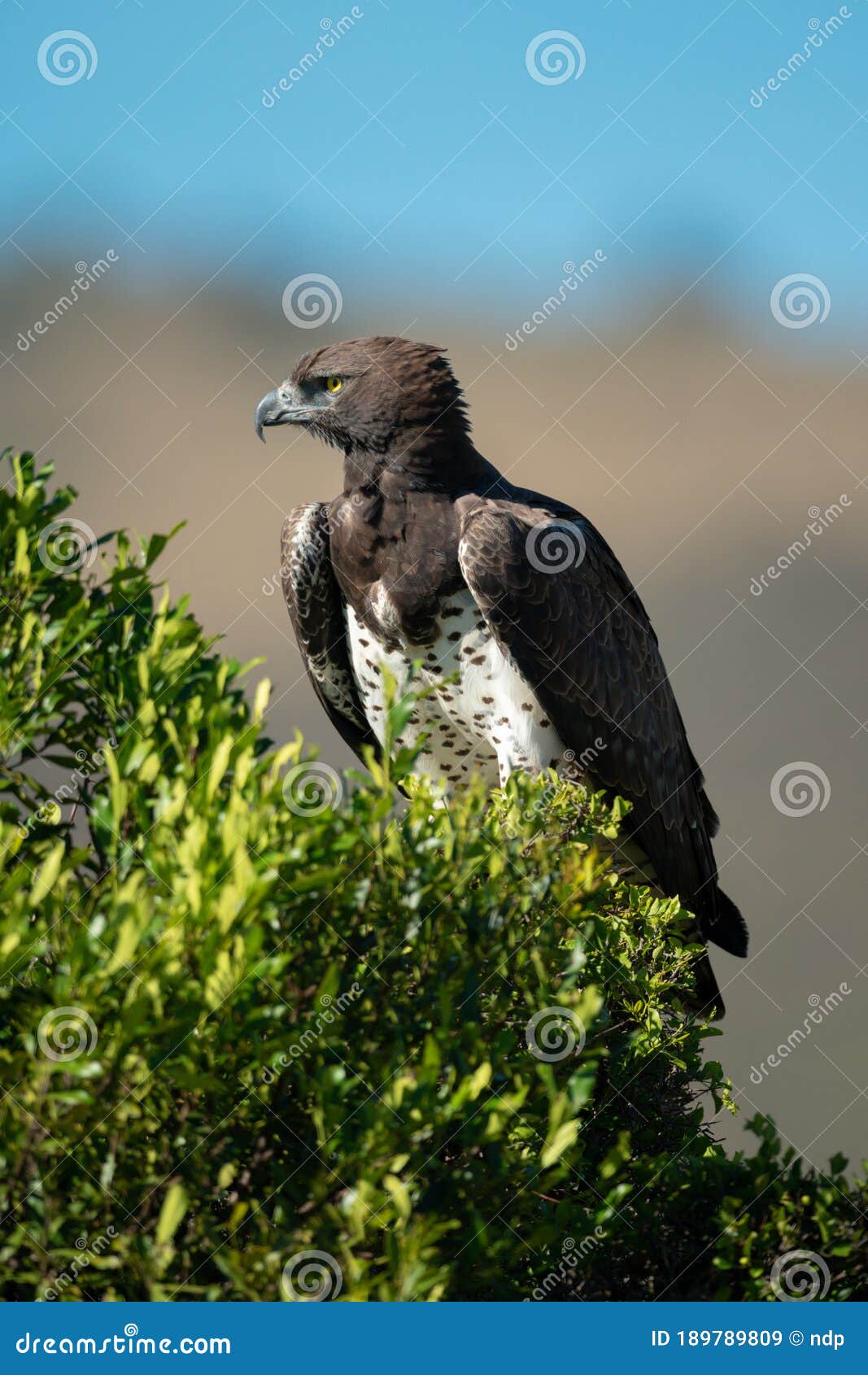 Martial Eagle Perches on Bush Facing Left Stock Image - Image of klein ...