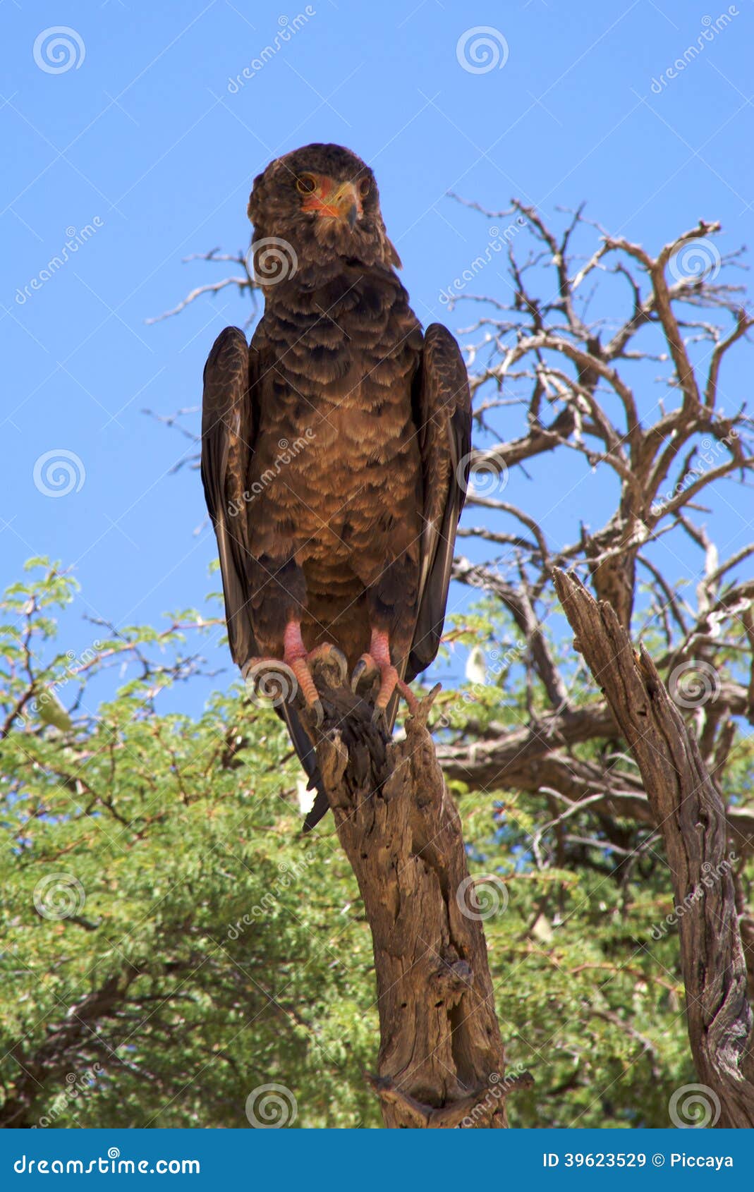 Martial Eagle stock image. Image of grey, safari, endangered - 39623529