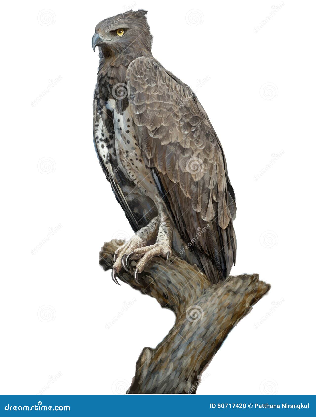 An Eagle Standing On A Branch. Illustration In Black And White. Cartoon ...