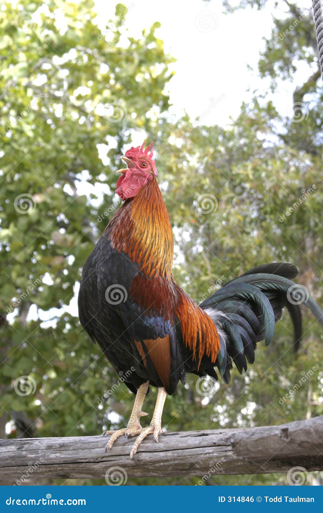 Martillo de cacareo foto de archivo. Imagen de gallo, pluma - 314846