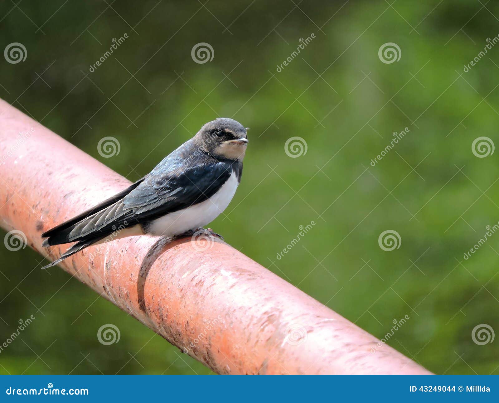Martin bird stock photo. Image of shining, feathers, view - 43249044