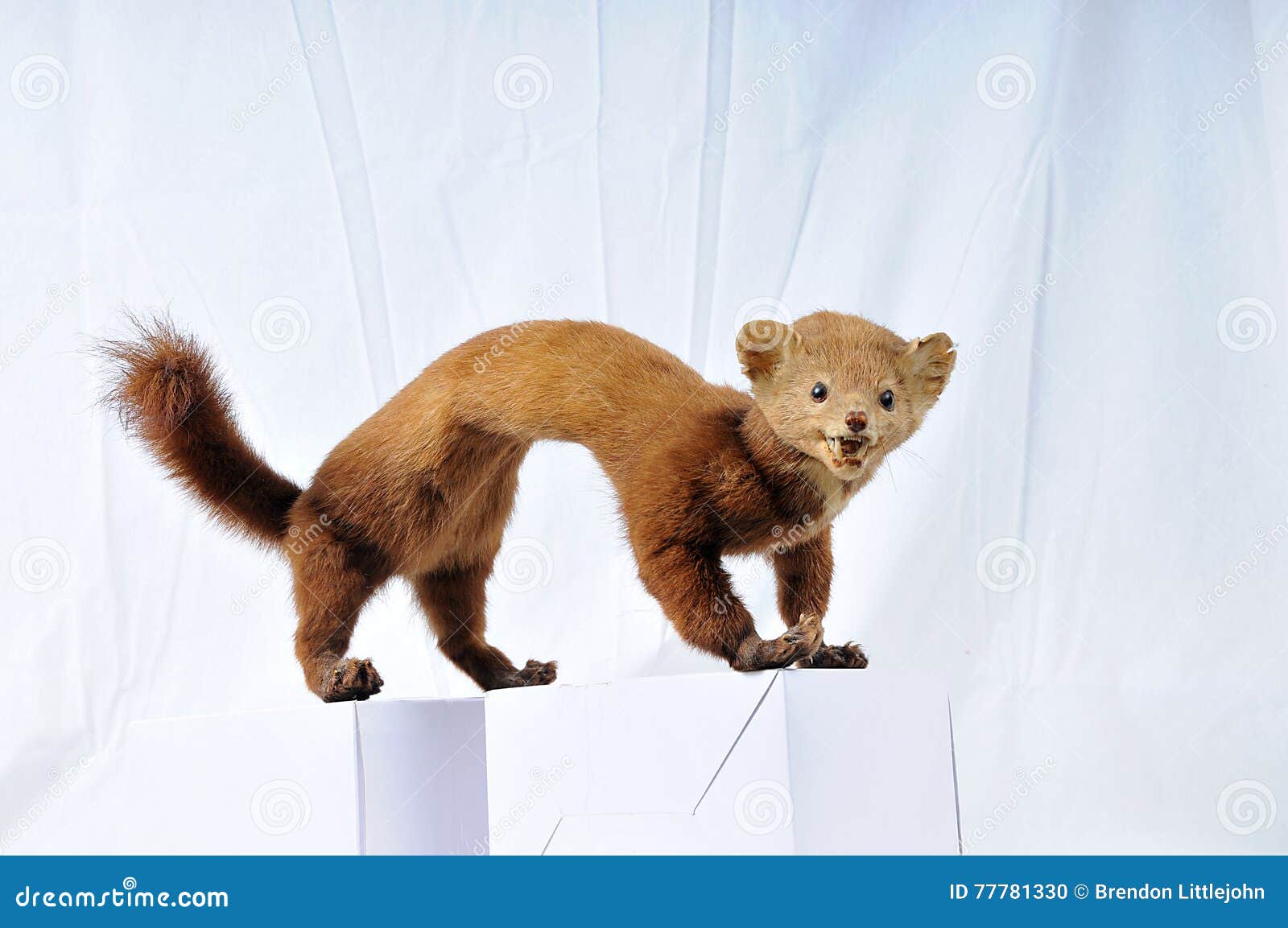 Martin stock photo. Image of hunter, claws, carnivore - 77781330