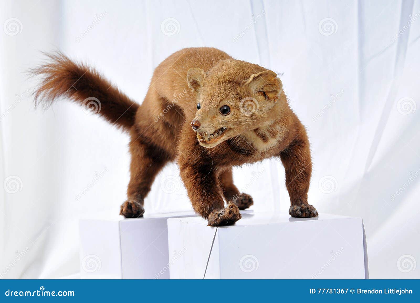 Martin stock image. Image of pretty, claws, nature, fangs - 77781367