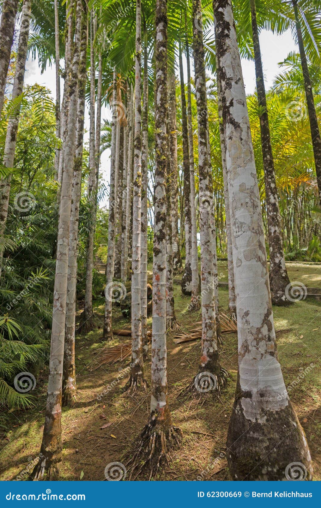 Martinique, Garden of Balata Stock Image - Image of gardener, natural ...