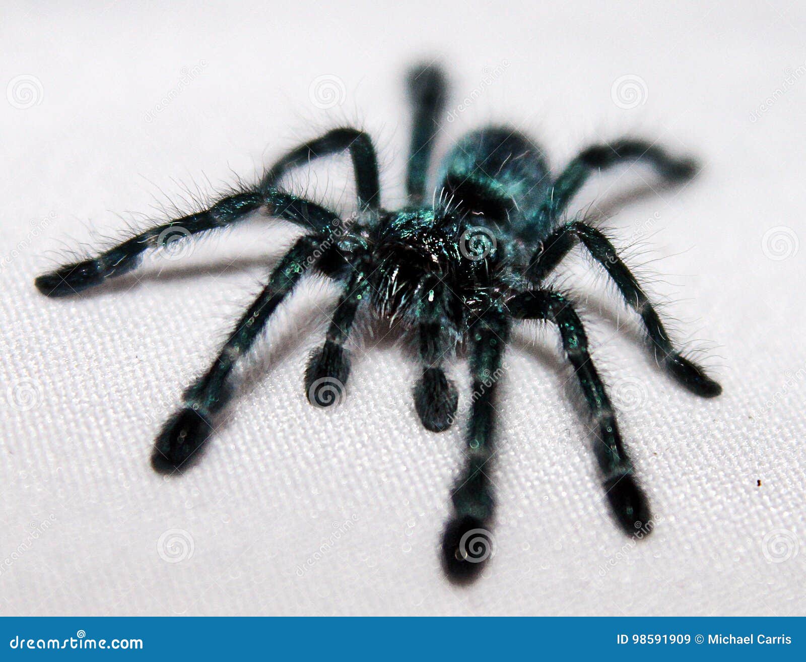 Martinique-Rosa Toe Tarantula Spiderling Stockbild - Bild von blau ...