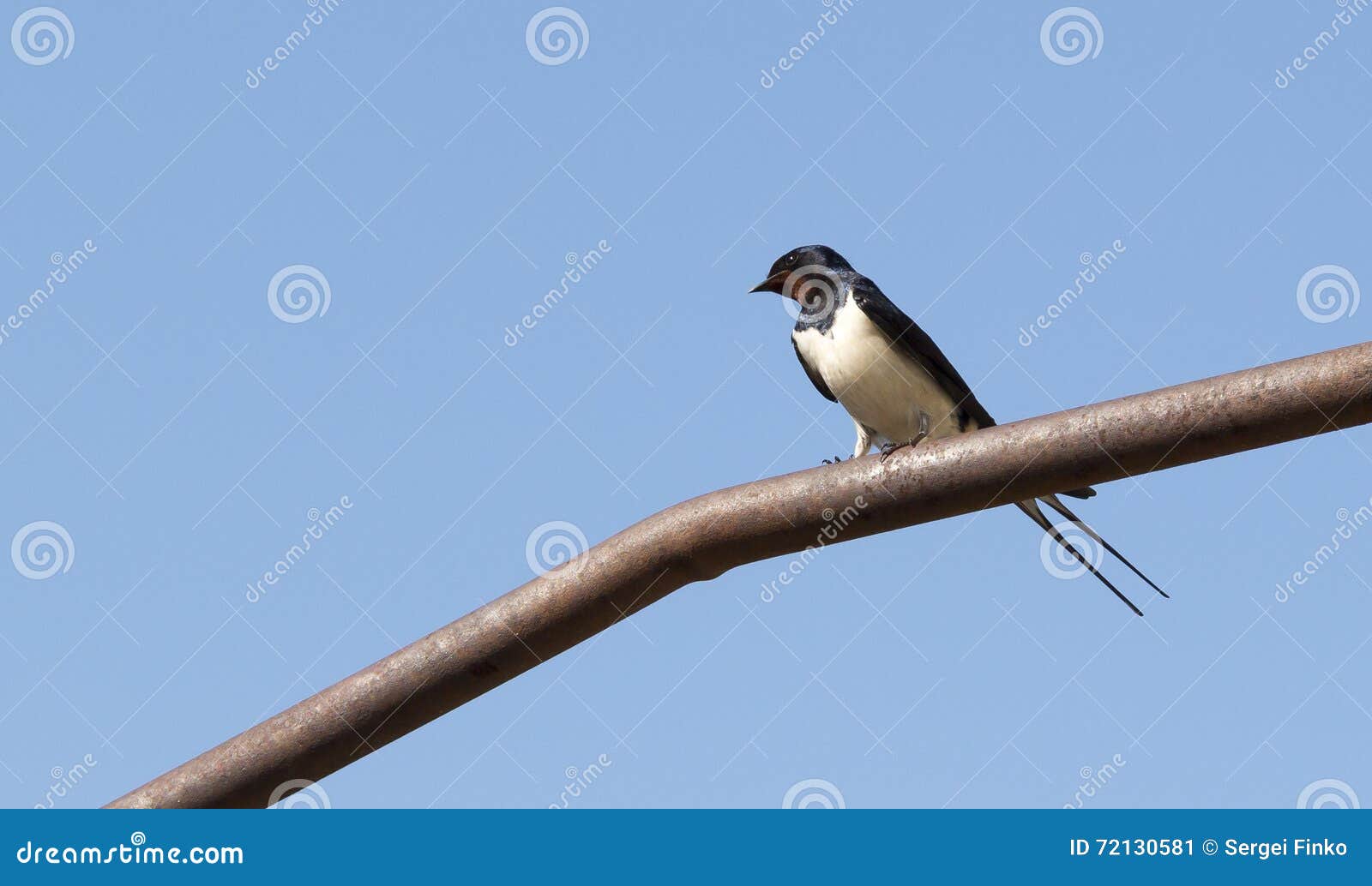 Martlet on the tube stock image. Image of scenics, summer - 72130581