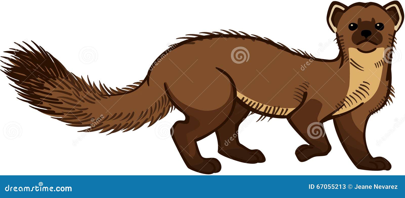 Martora illustrazione vettoriale. Illustrazione di illustrazione - 67055213