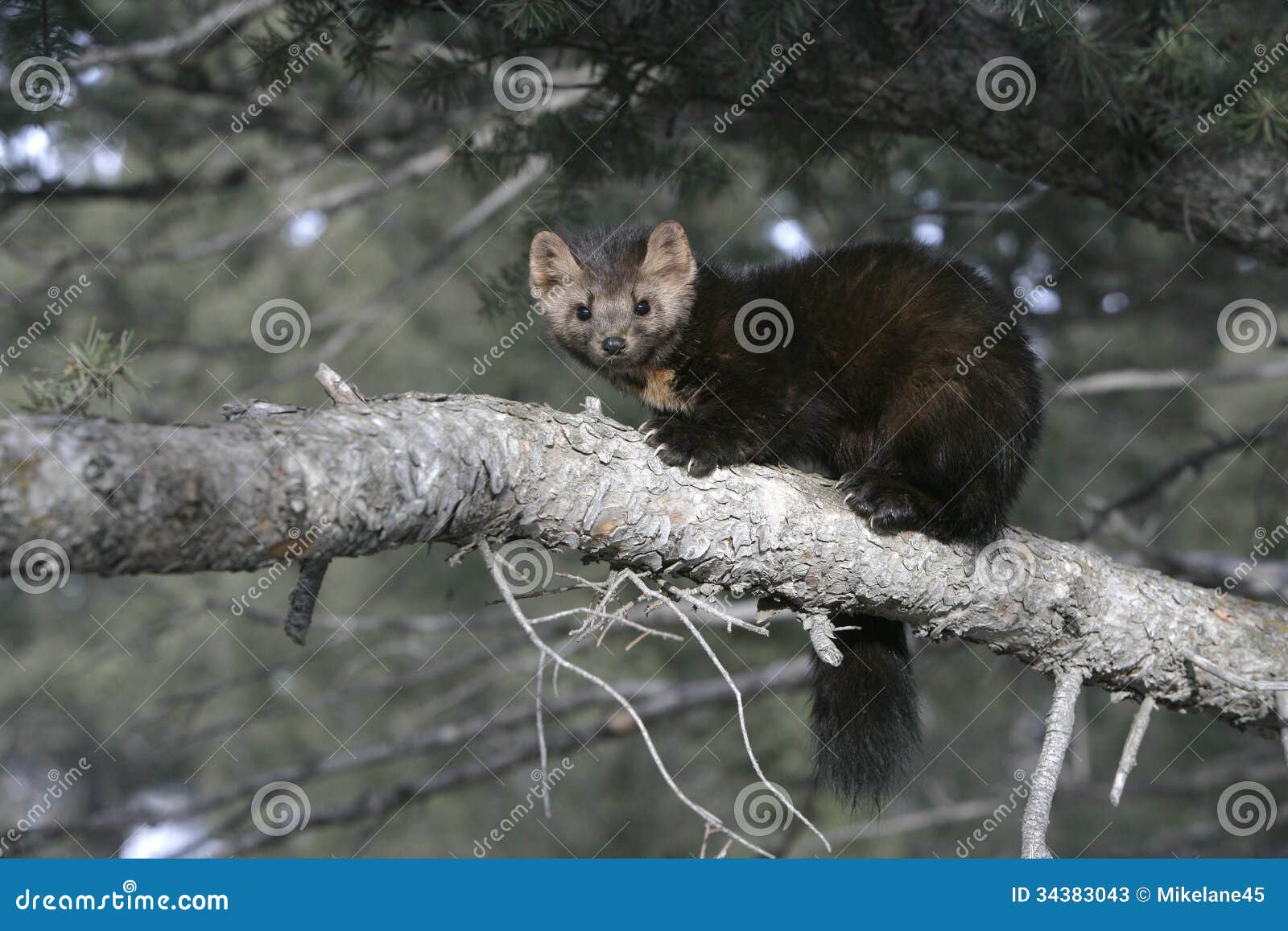 Martora Americana, Martes Americana, Immagine Stock - Immagine di ...