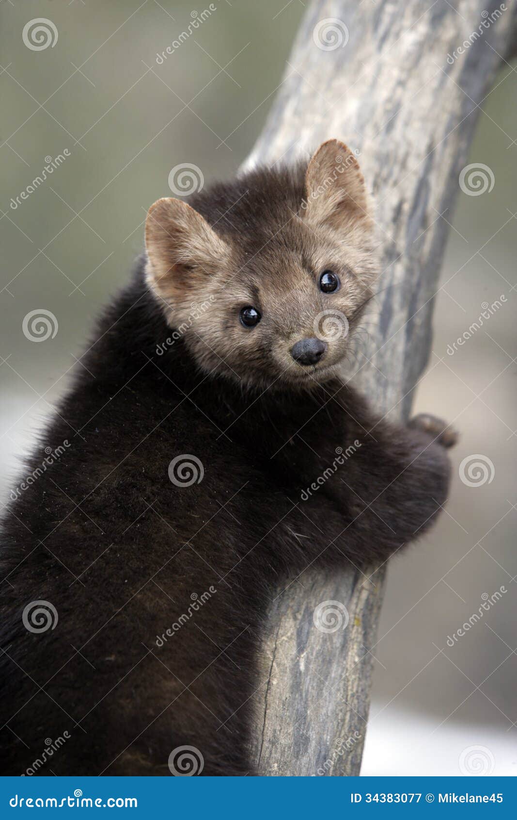 Martora Americana, Martes Americana, Immagine Stock - Immagine di pino ...