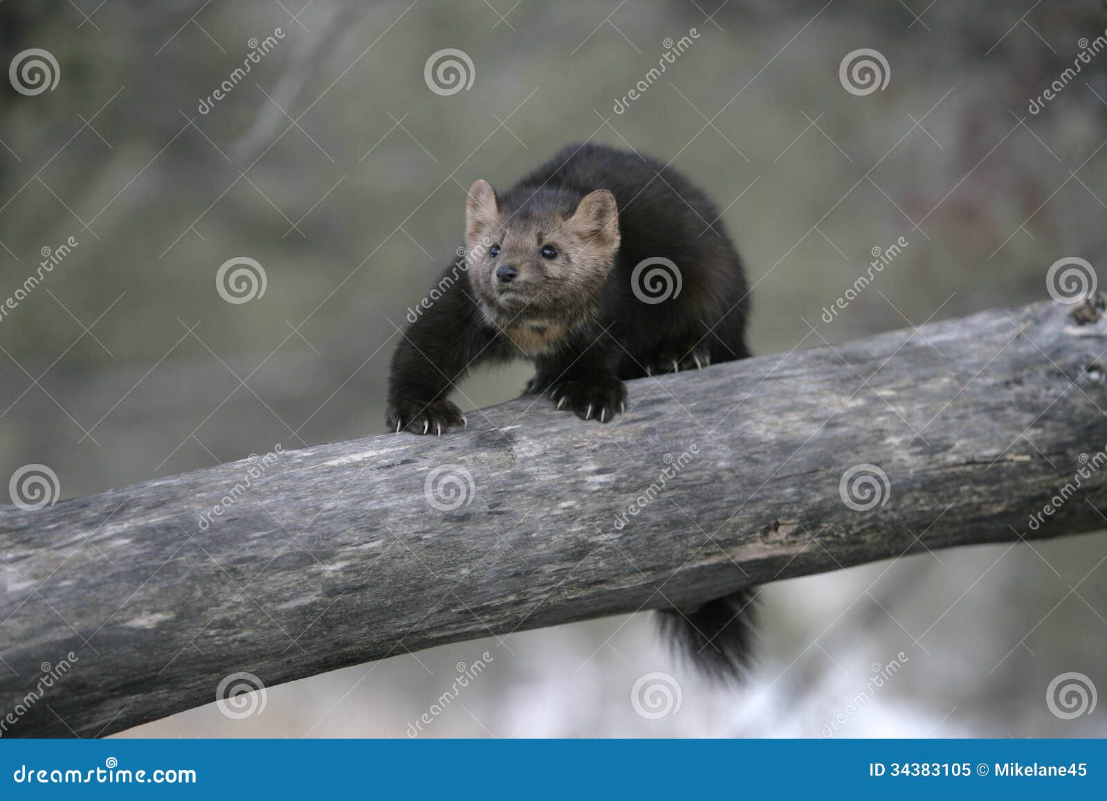 Martora Americana, Martes Americana, Immagine Stock - Immagine di legno ...