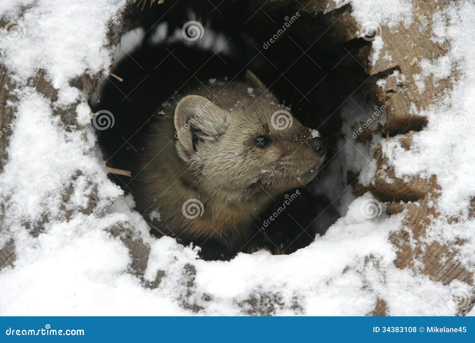 Martora Americana, Martes Americana, Fotografia Stock - Immagine di ...