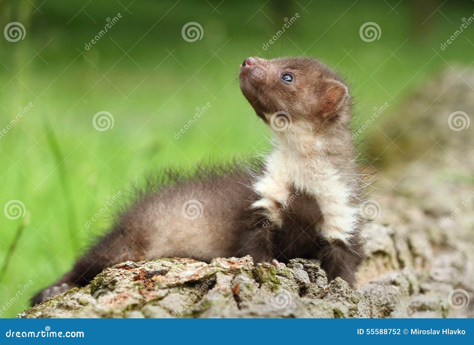 Martora curiosa fotografia stock. Immagine di animale - 55588752