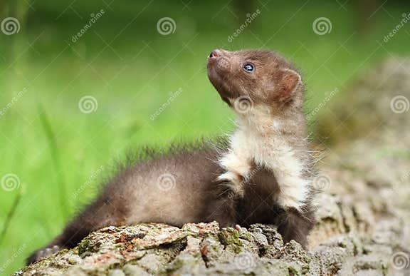 Martora curiosa fotografia stock. Immagine di animale - 55588752