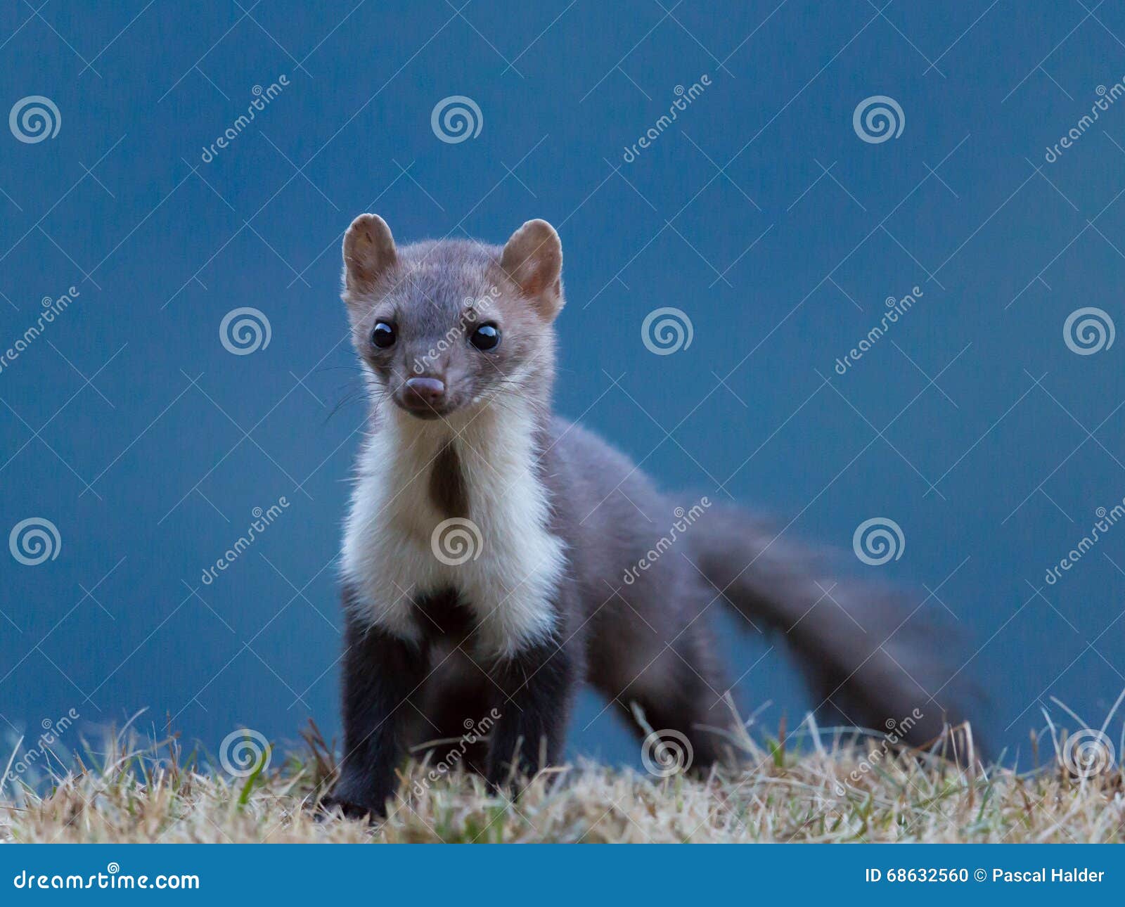 Martora Di Pietra (foina Di Martes) Fotografia Stock - Immagine di ...