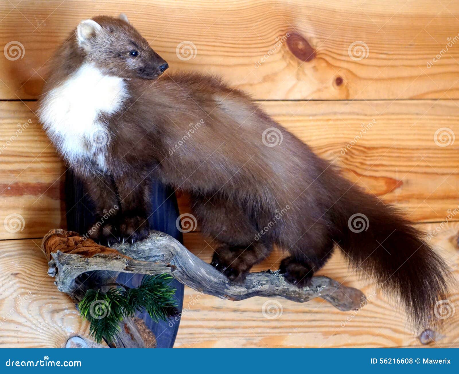 Martora farcita selvaggia fotografia stock. Immagine di animale - 56216608