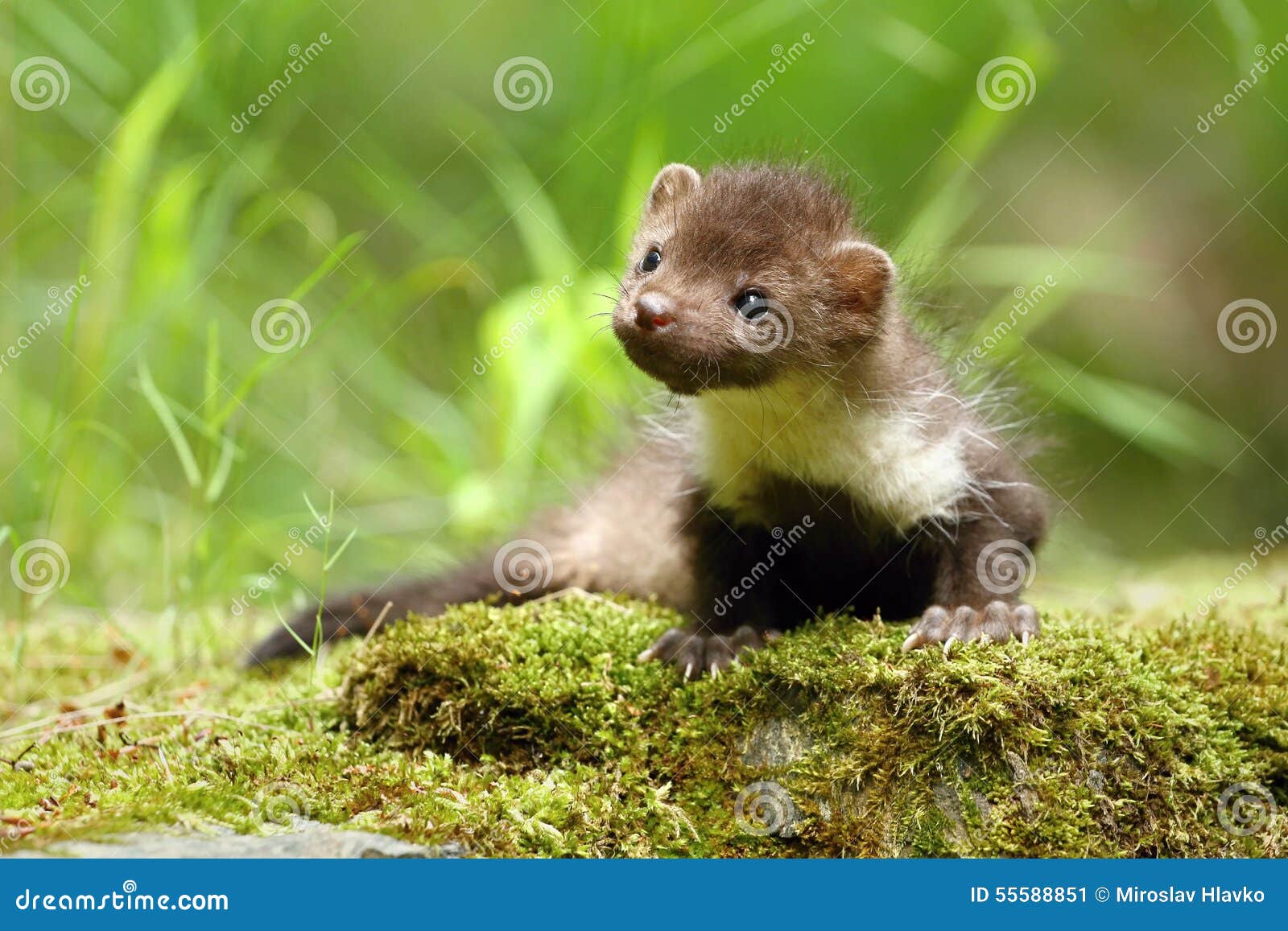 Martora in foresta immagine stock. Immagine di giovane - 55588851