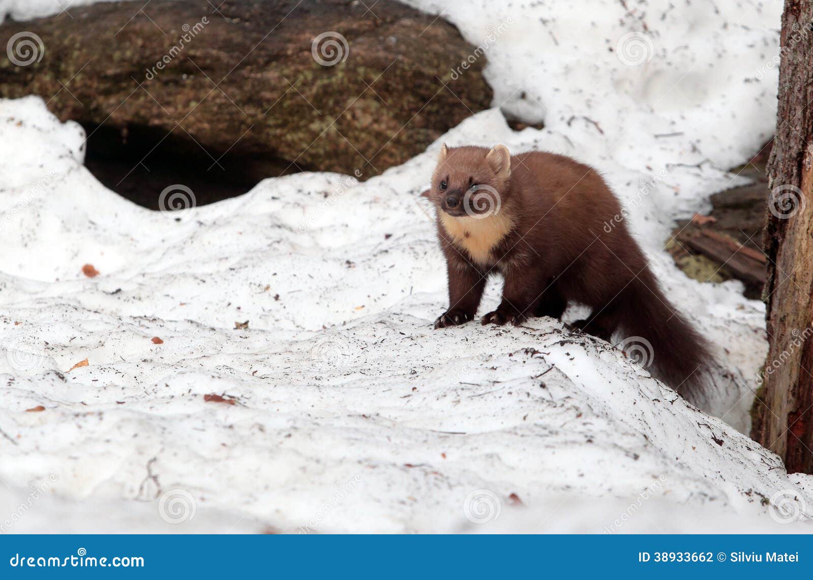 Martora sulla neve fotografia stock. Immagine di fronte - 38933662