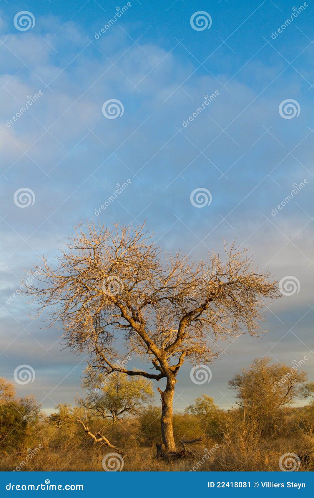 Marula Baum stockbild. Bild von savanne, spät, blau, leuchte - 22418081