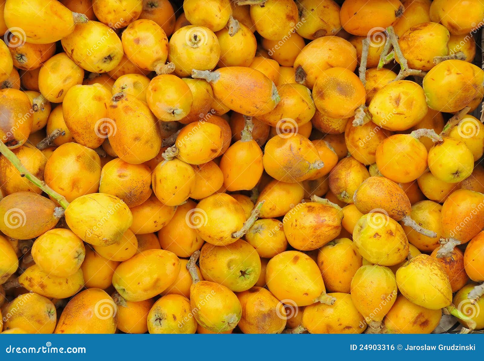 Marula Fruit Tree In Burnt Grassland With Anthills Sclerocarya Birrea ...