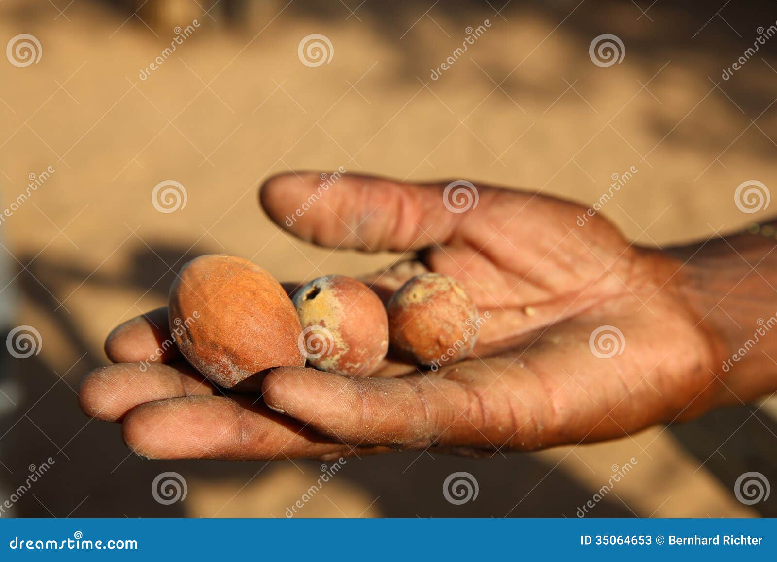 Marula Fruit Tree In Burnt Grassland With Anthills Sclerocarya Birrea ...