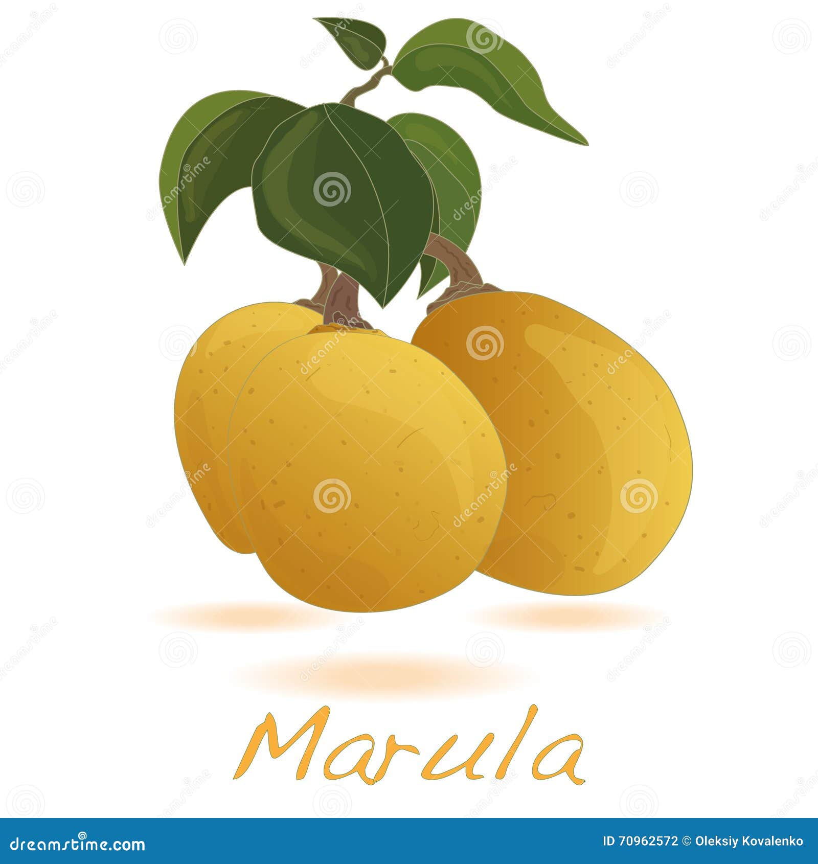 Marula fruit. Vector. stock vector. Illustration of beauty - 70962572