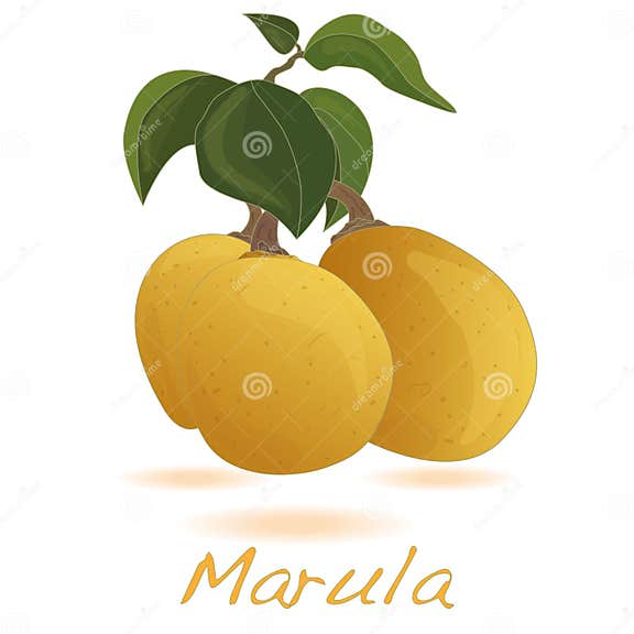 Marula fruit. Vector. stock vector. Illustration of beauty - 70962572