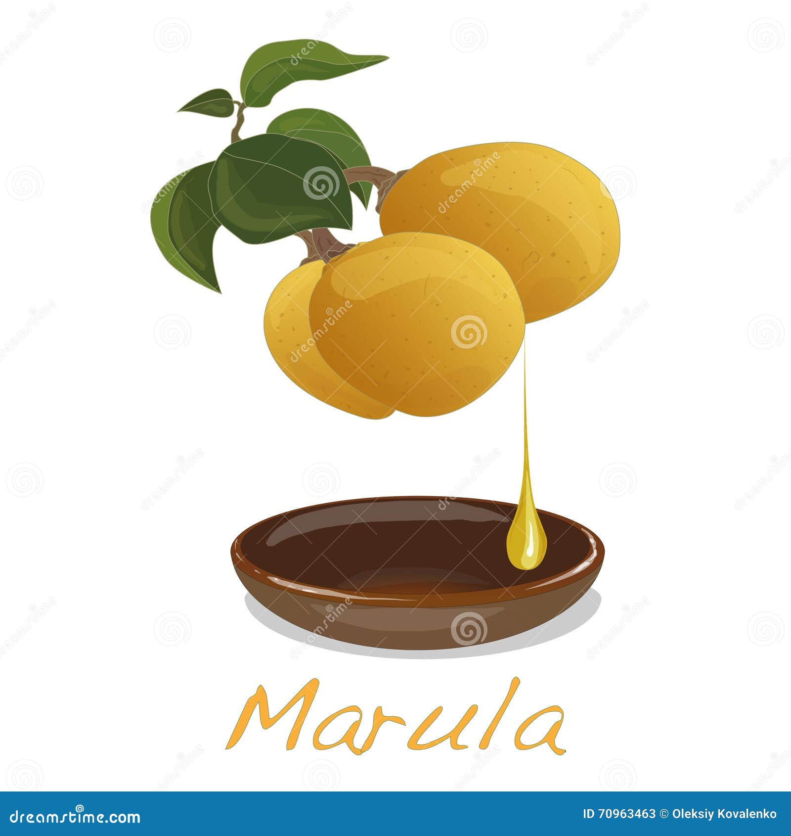 Marula Fruit. Vector. | CartoonDealer.com #70962572