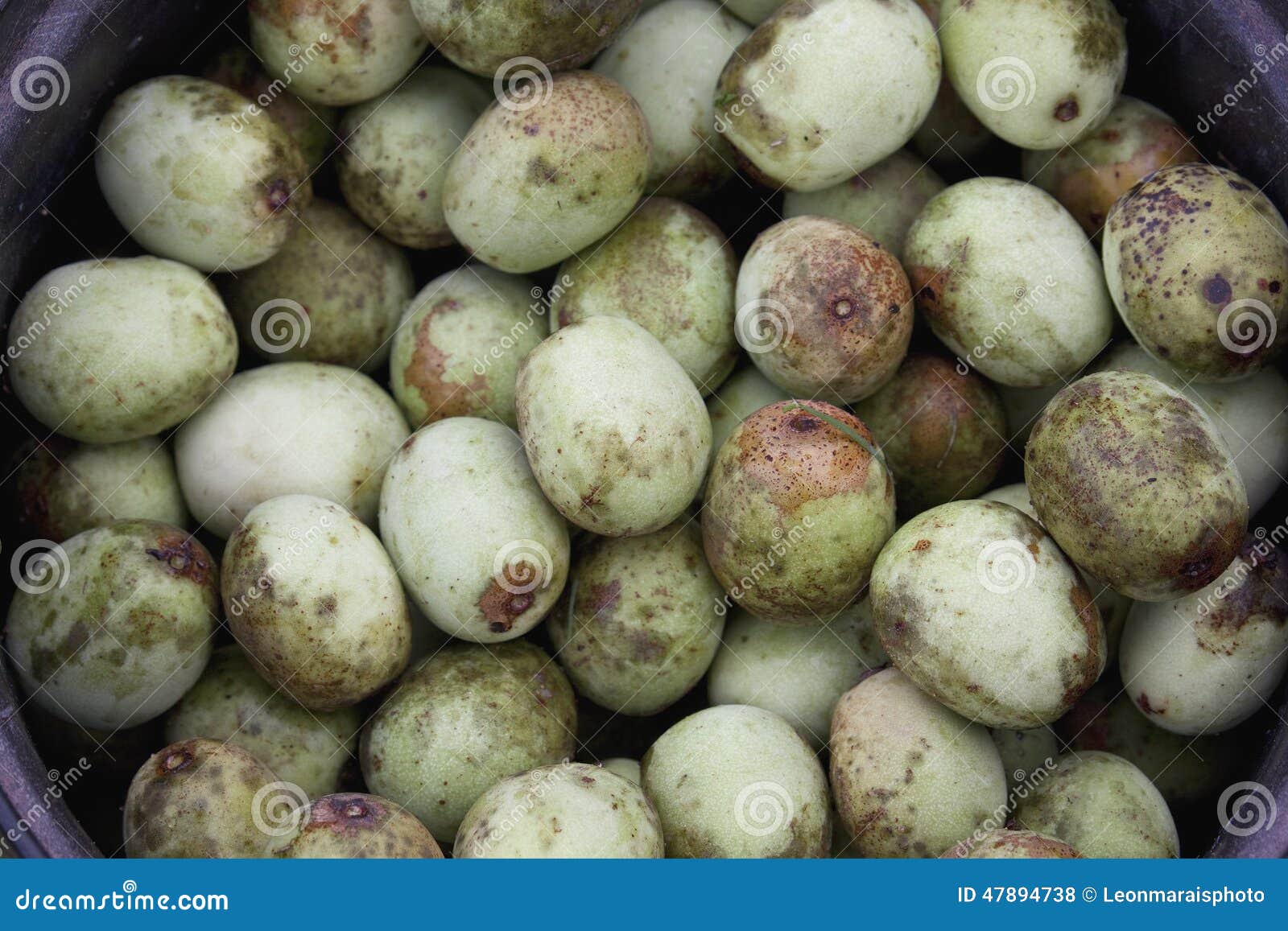 Marula Fruit Tree In Burnt Grassland With Anthills Sclerocarya Birrea ...