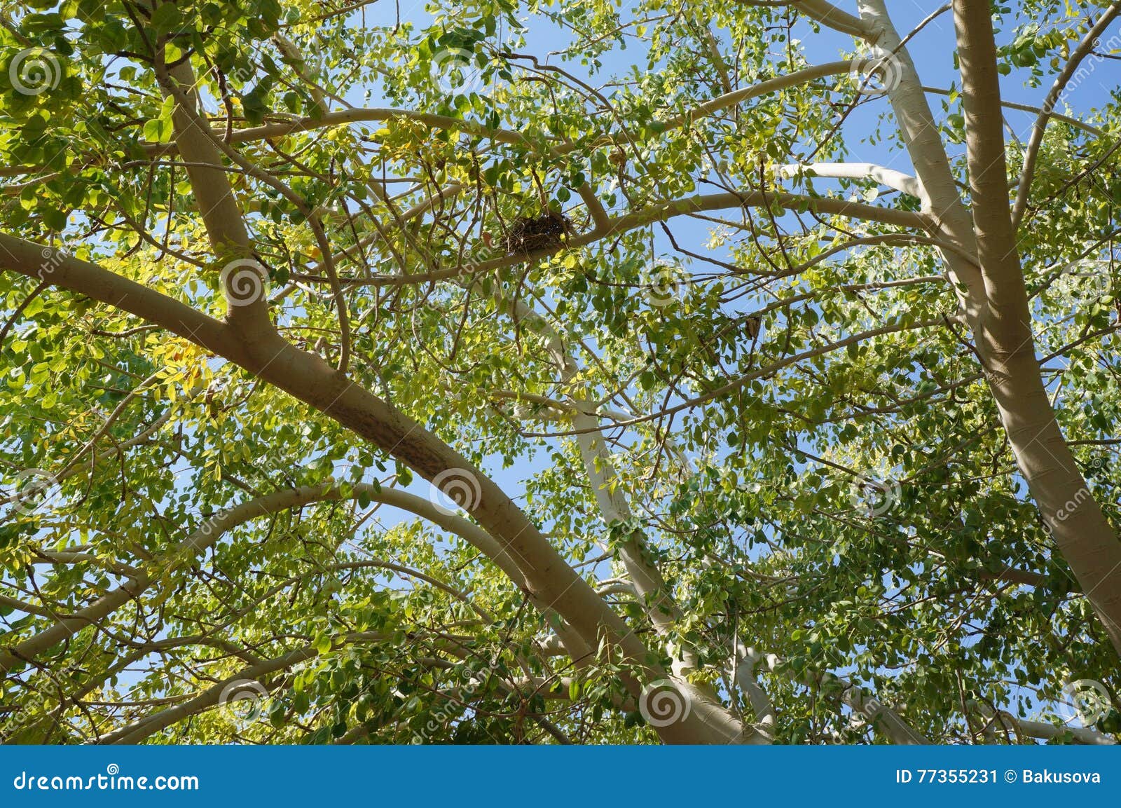Marula tree branches stock image. Image of national, nature - 77355231
