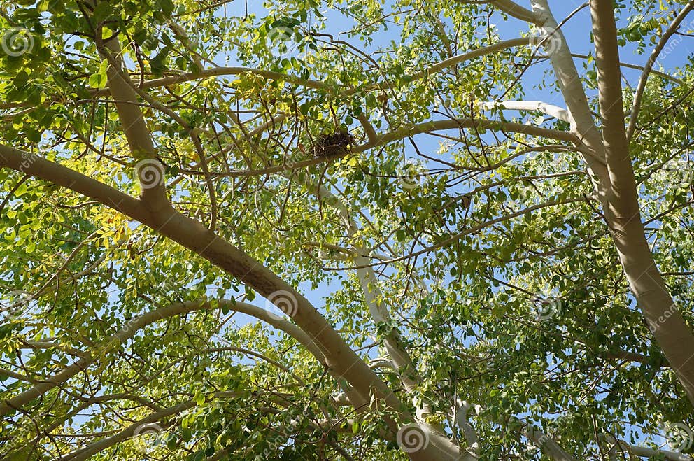 Marula tree branches stock image. Image of national, nature - 77355231