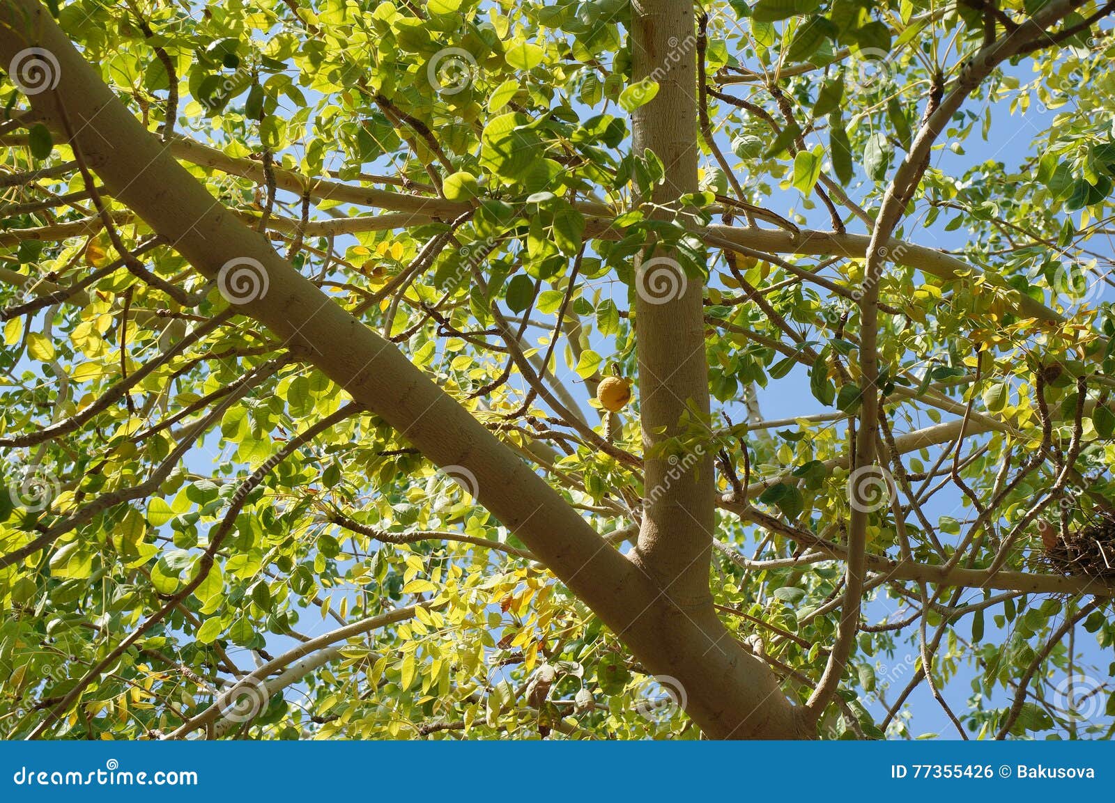 Marula tree branches stock photo. Image of food, fruit - 77355426