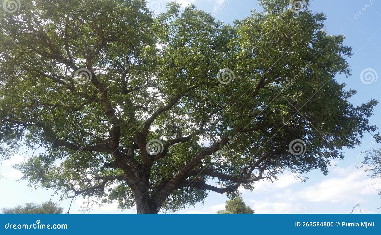 Marula tree stock photo. Image of plantation, relaxing - 263584800